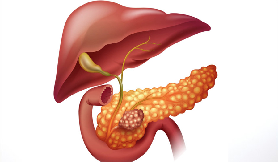 PANCREASUL. ANATOMIA ECOGRAFICA NORMALA. - Eurolab